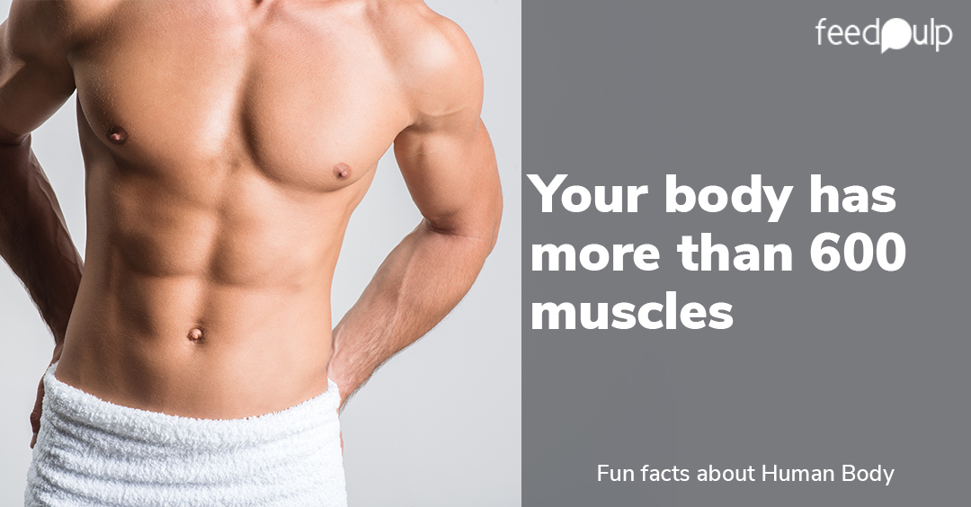 Some Fun Facts About the Human Body