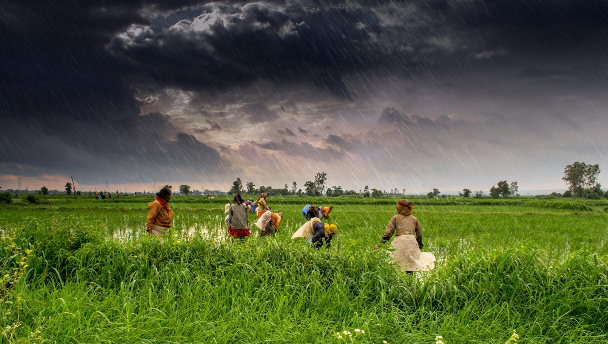 The Role of Monsoon in Indian Agriculture and Rural Life